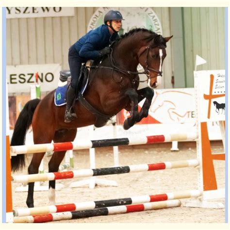 Cas Cassal Stado Ogierów Łąck