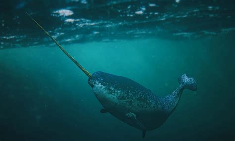 Narwhal Tusk Close Up