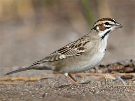 Lark Sparrow Ebird Sparrow Bird Species Ornithology