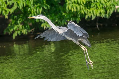 Volavka V Oboře Hvězda