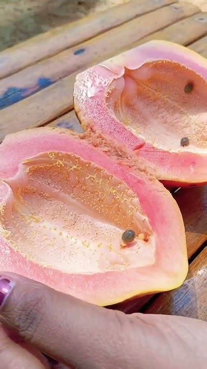 පැපොල් ඇට ගනන දැකපු අය Like කරමුද 😯😯 Youtube