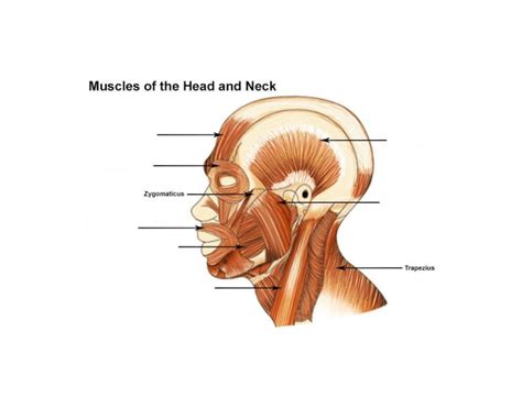 Cephalic Region
