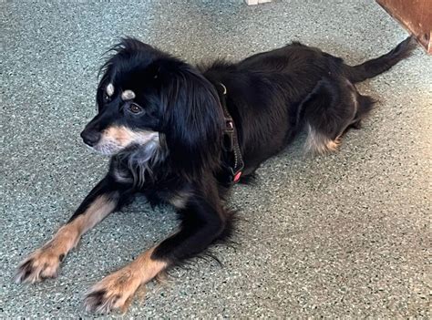 Charlie Passion Paws