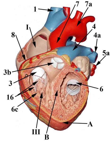 Lab Lesson 14 17 Diagram Quizlet