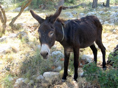 File Telascica Donkey Wikimedia Commons