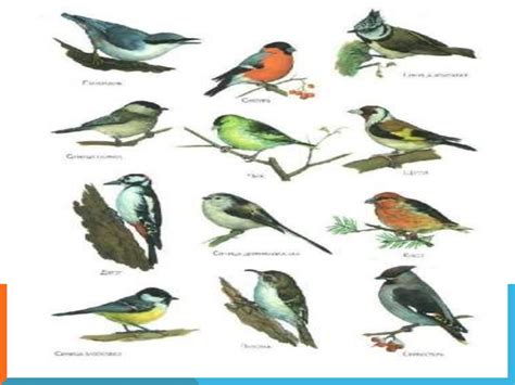 Сказочная птица Online Presentation