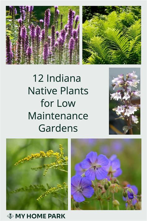 Indiana Native Plants Artofit