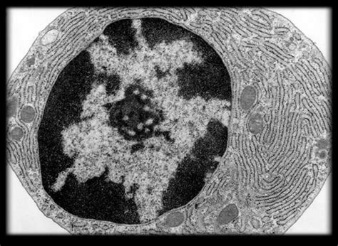Flashcards Biol 320 Module 10 Quizlet
