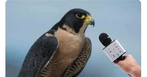 Cuánto Cabrón Entrevistando A Un Halcón