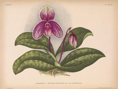 N109 W1150 Lindenia Gand [belgium] Impr F Meyer Van Loo… Flickr