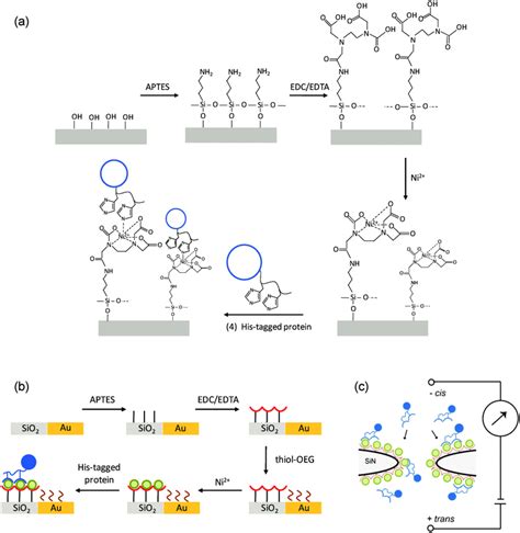 Functionalization Of Planar Surfaces And Nanopores A Schematic Download Scientific Diagram