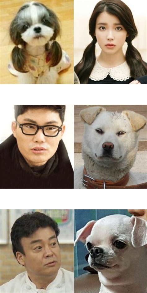 연예인 닮은 강아지  잇싸