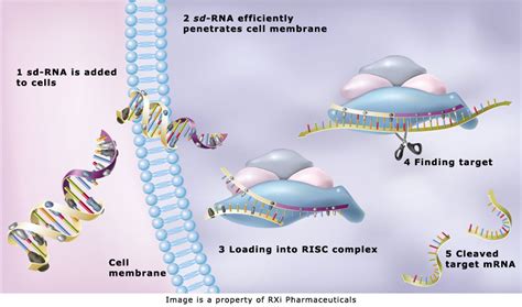 Overview — Advirna Rnai Tools