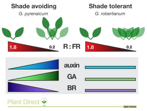 How To Suppress Shade Avoidance Plant Photobiology