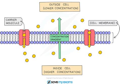 Cell Transport Worksheet Ap Biology Cell Transport Worksheet Tpt