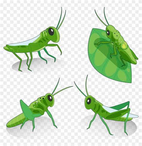 Cricket Insect Vector At Collection Of Cricket Insect