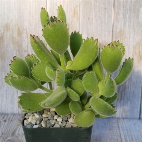 Cotyledon Ladismithiensis | Succulent Plant | Planet Desert