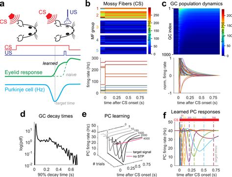 Simulating Purkinje Cell Pauses During Eyelid Conditioning A Scheme Of