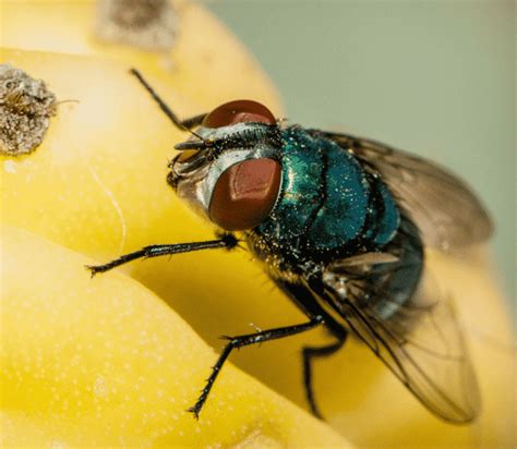 Green Bottle Fly Florida Environmental Pest Management
