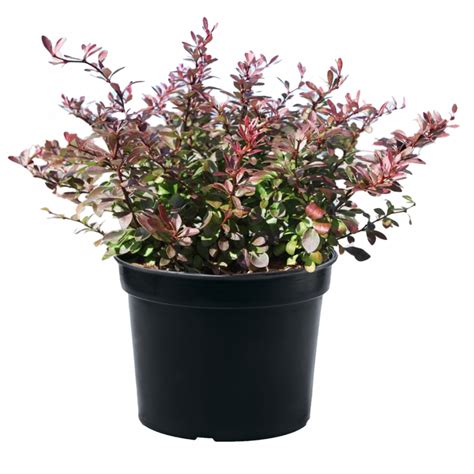 Барбарис Тунберга Atropurpurea Nana | Лиственные кустарники | 600р.