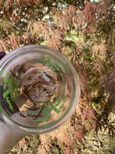 How To Propagate Japanese Maples From Seed Gardeners Path