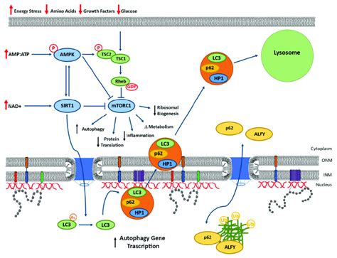 Linking Lamina Protein Levels With Cellular Energy Sensing Schematic