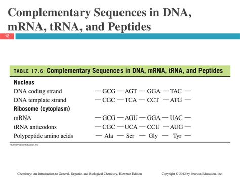 Ppt Chapter 17 Nucleic Acids And Protein Synthesis Powerpoint