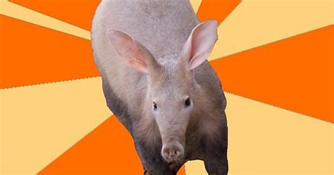 Adderall Aardvark Imgur