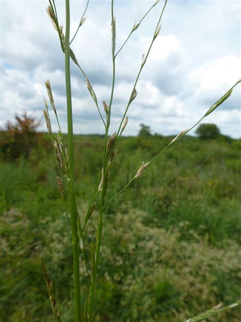 About Floating Mannagrass Maryland Biodiversity Project
