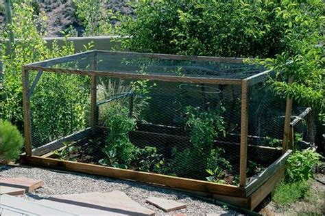 Fencing In Precious Plants Keeps Hungry Squirrels Out