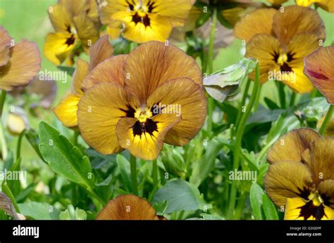 Flowers And Plants Called Molly At Lindsay Mullen Blog