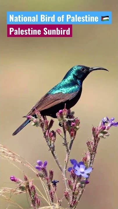National Bird Of Palestine 🇵🇸palestine Sunbird Youtube