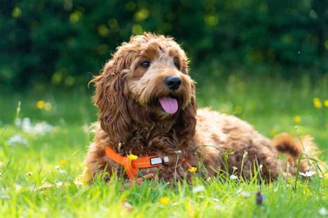 Cockapoo Dog Breed Information And Characteristics