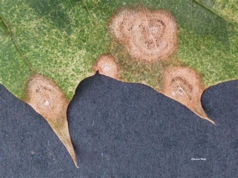 Maple Cristulariella Leaf Cooperative Extension Insect Pests Ticks And Plant Diseases