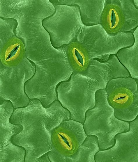 Leaf Stomata Arabidopsis Sp 1 Photograph By Dennis Kunkel