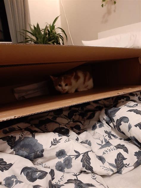 Nothing Better Than A Cardboard Box Scrolller