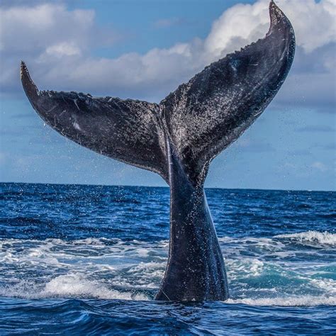 Humpback Whale Tail Splash In The Ocean