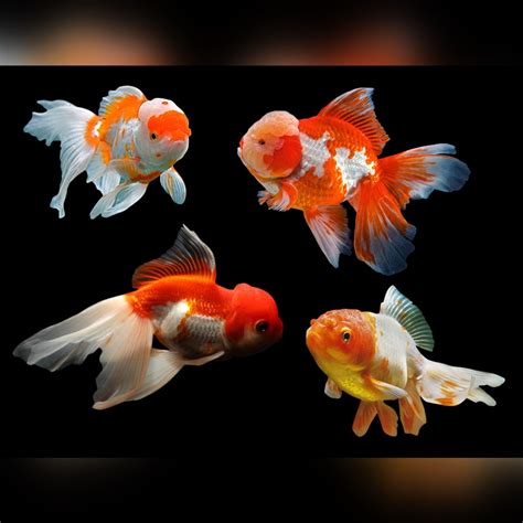 Assorted Oranda Goldfish Carassius Auratus Riverpark Aquatics