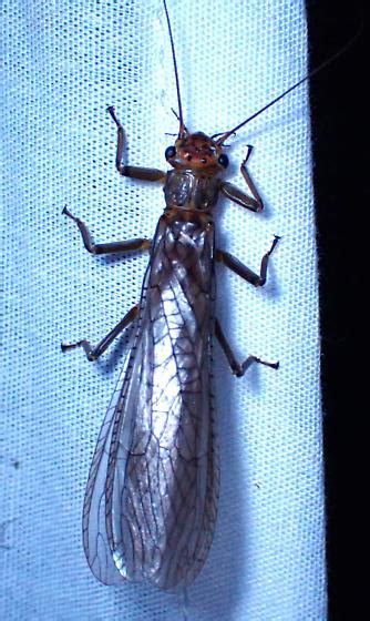 Acroneuria Bugguide Net