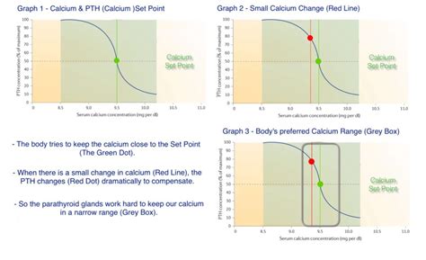 Parathyroid Gland Function And Development Dr Babak Larian