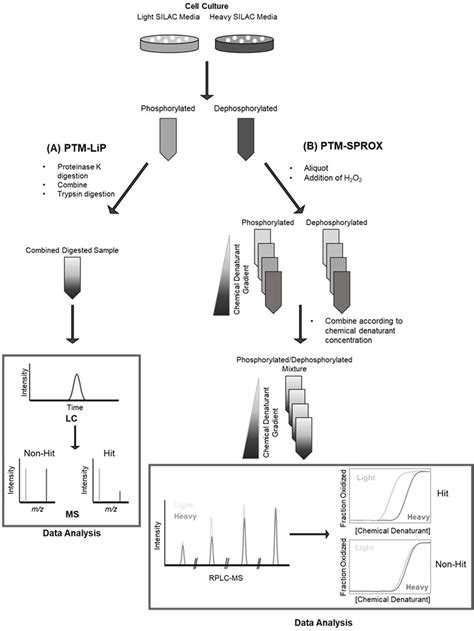 Frontiers Toward The Analysis Of Functional Proteoforms Using Mass