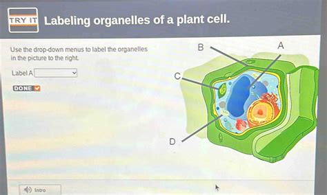 Solved Tryit Labeling Organelles Of A Plant Cell Use The Drop Down