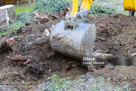 구단 기계가 있는 오래된 나무 뿌리 가지에서 나무를 청소하는 굴삭기 0명에 대한 스톡 사진 및 기타 이미지 0명 건설 산업 고고학 Istock