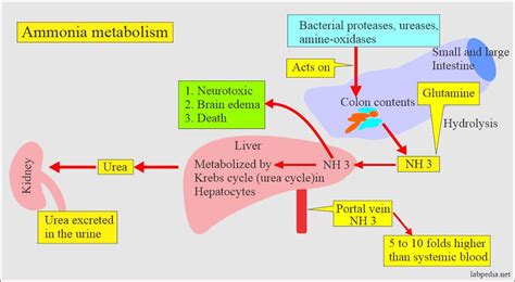 What Causes Elevated Ammonia Levels In Cirrhosis At Edward Acosta Blog