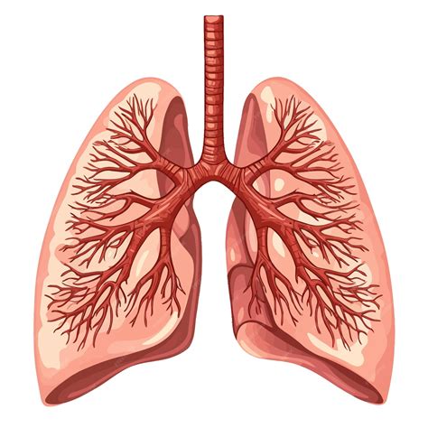 Premium Vector Lung Cancer Diagram In Details Vector