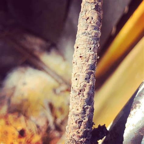 Beetles Treatment Fielding Tree Care