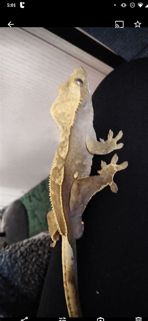 Odd Crestie Color R Crestedgecko