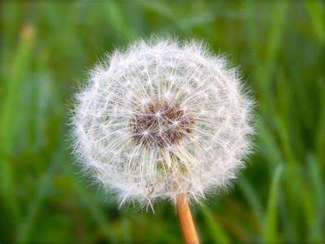 The Beauty Of A Dandelion Sunlit Dandelion Seeds Dewy Dandelion