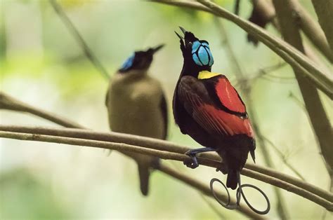 15 Birds With Spectacularly Fancy Tail Feathers Artofit