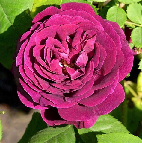 Souvenir Du Docteur Jamain ® Rosal Trepador Esquejes De Rosales De Jardín Famous Roses España